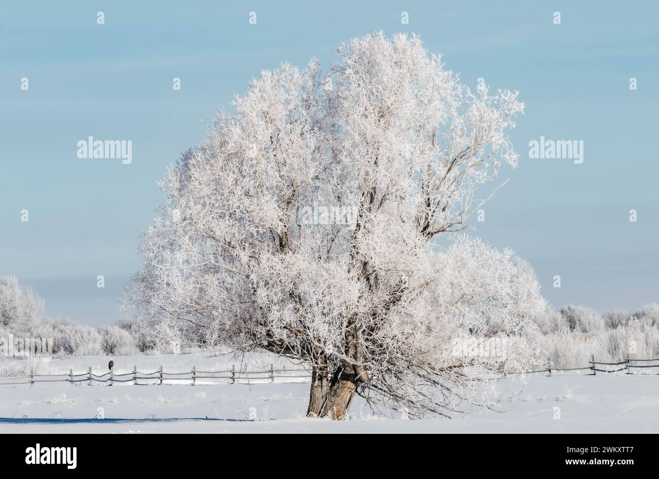 Solitary tree in winter hi-res stock photography and images - Alamy