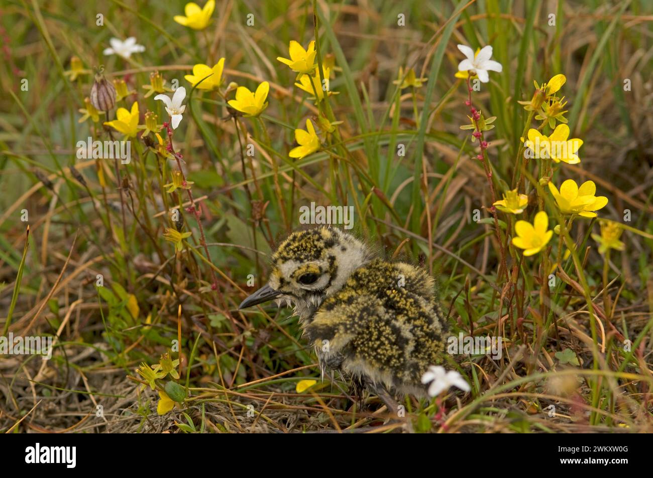 American Golden-Plover Pluvialis dominica chick on the tundra in ...