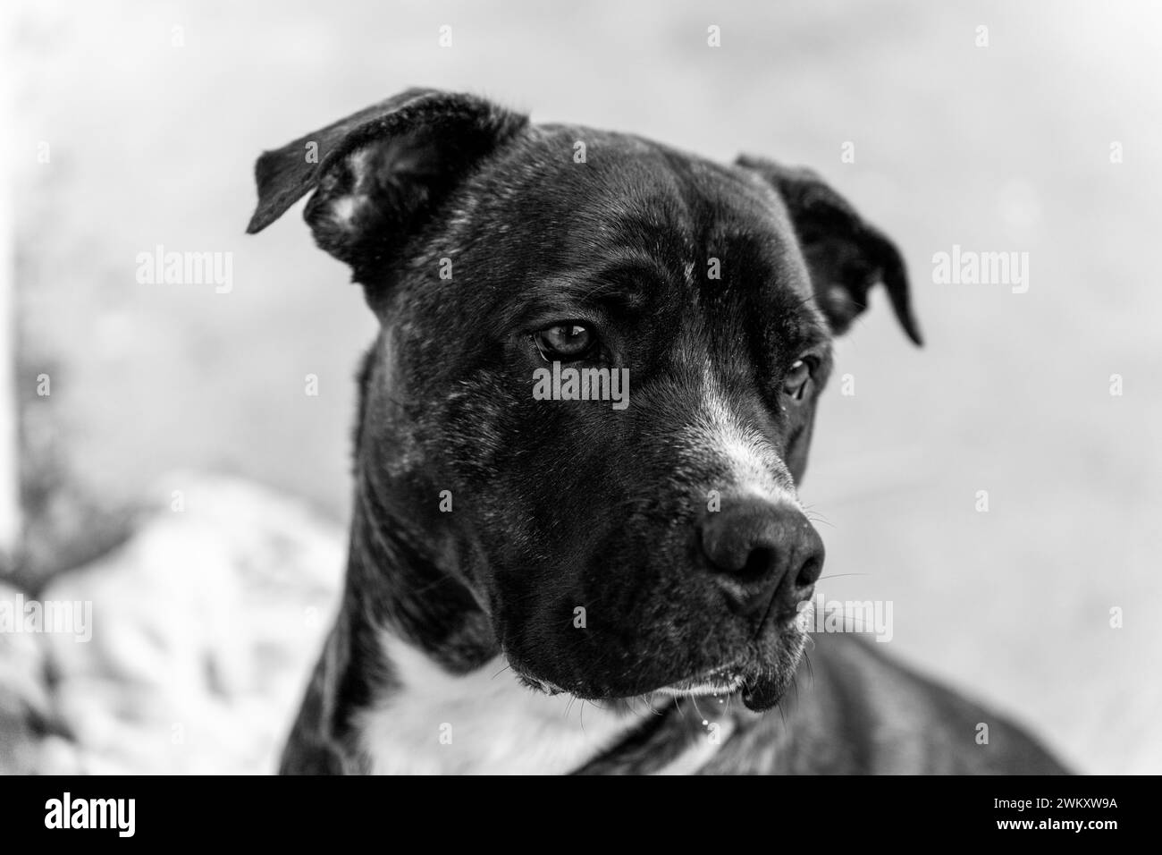 Monochrome image of a dog seated on a bed Stock Photo - Alamy