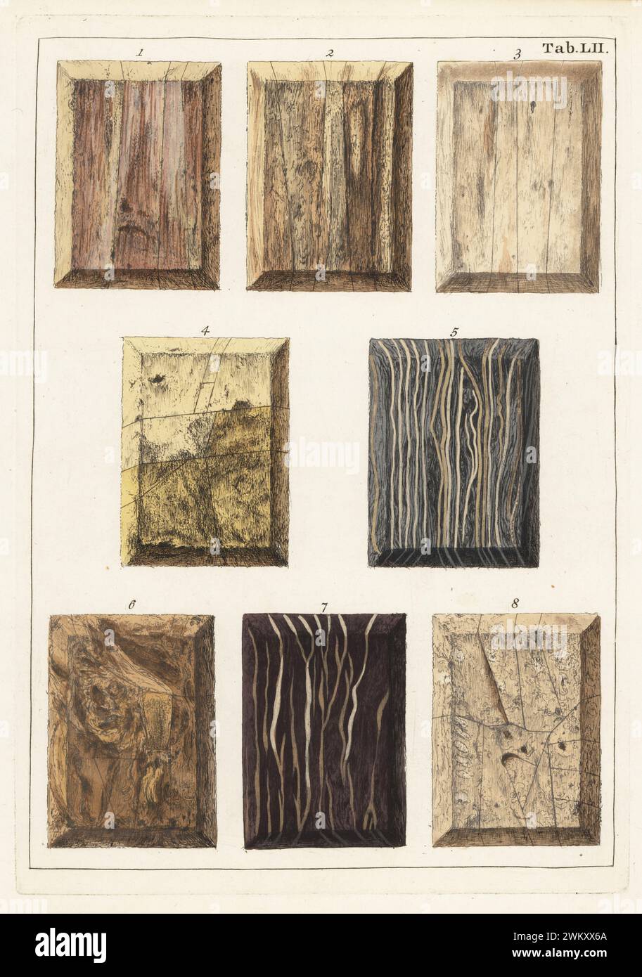 White hellebore root hi-res stock photography and images - Alamy