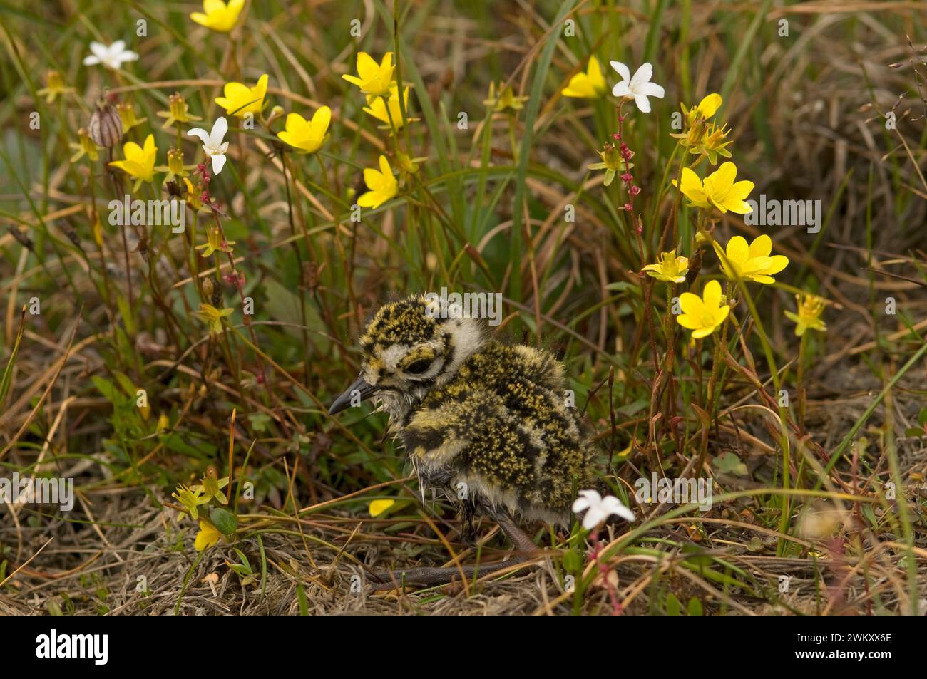 American Golden-Plover Pluvialis dominica chick on the tundra in ...