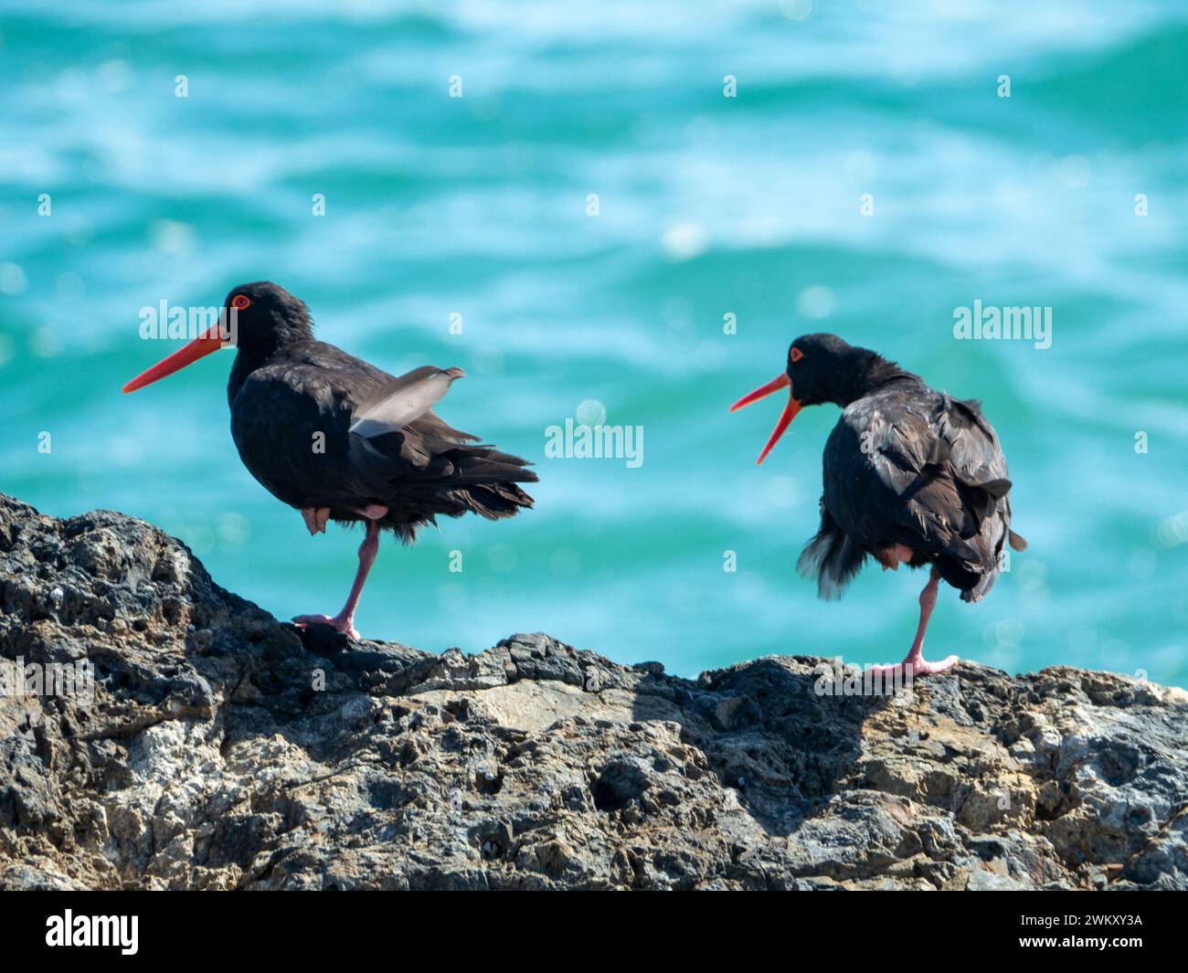 Two Sooty Oystercatchers, coastal birds, each with a foot lifted ...