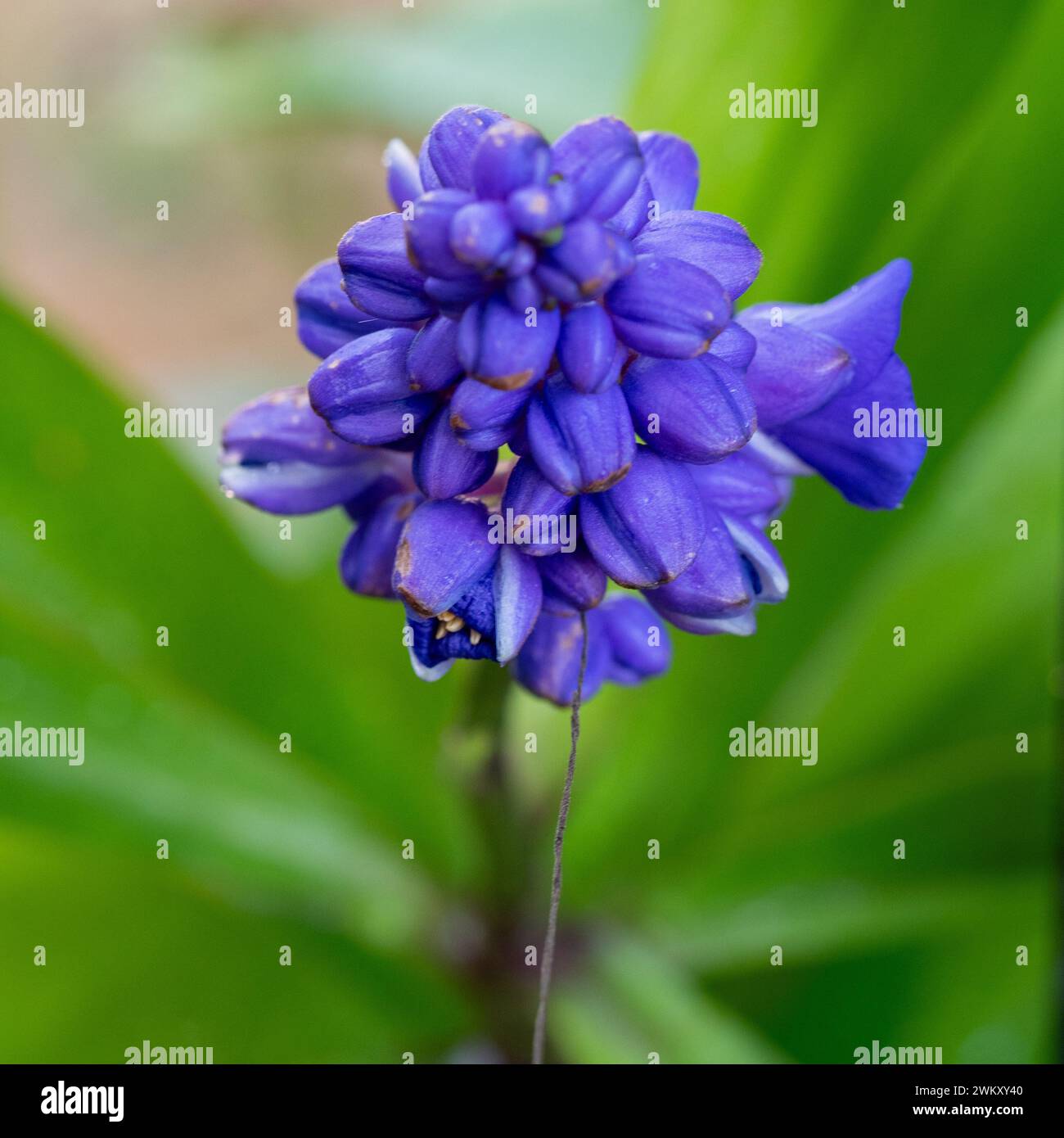 Vibrant purple flower of an ornamental Blue Ginger plant (Dichorisandra ...
