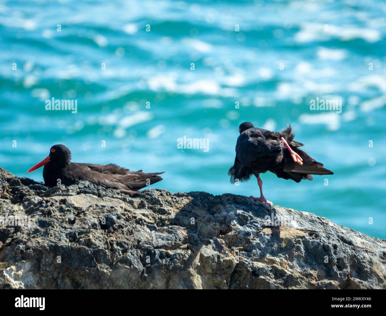 Two Sooty Oystercatchers, coastal birds, one sitting and with a foot in ...
