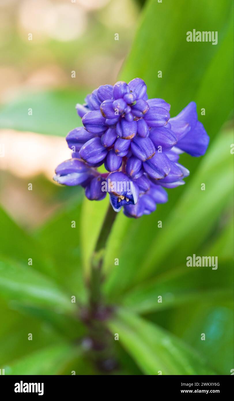 Vibrant purple flower of an ornamental Blue Ginger plant (Dichorisandra ...