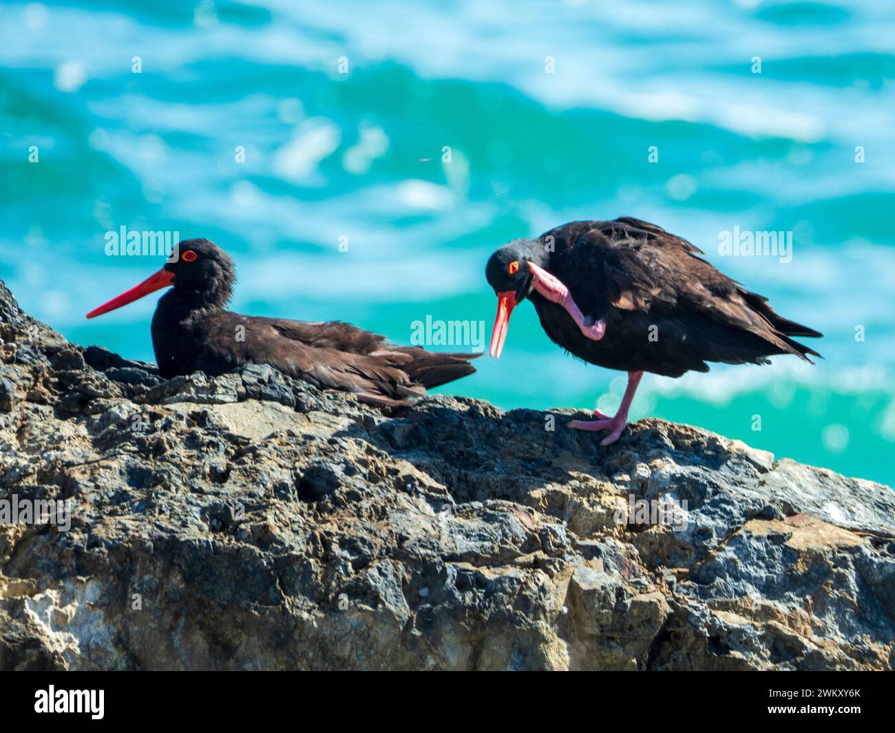 Birds, two Sooty Oystercatchers, lifting one leg scratching its face ...