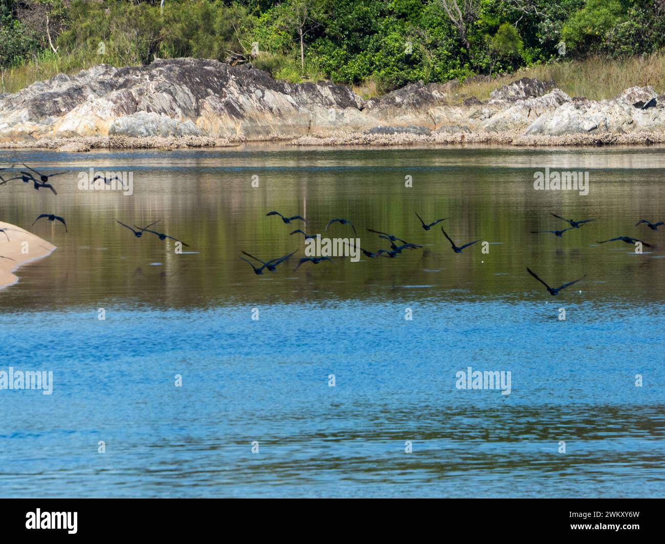 Australian shag mid flight hi-res stock photography and images - Alamy
