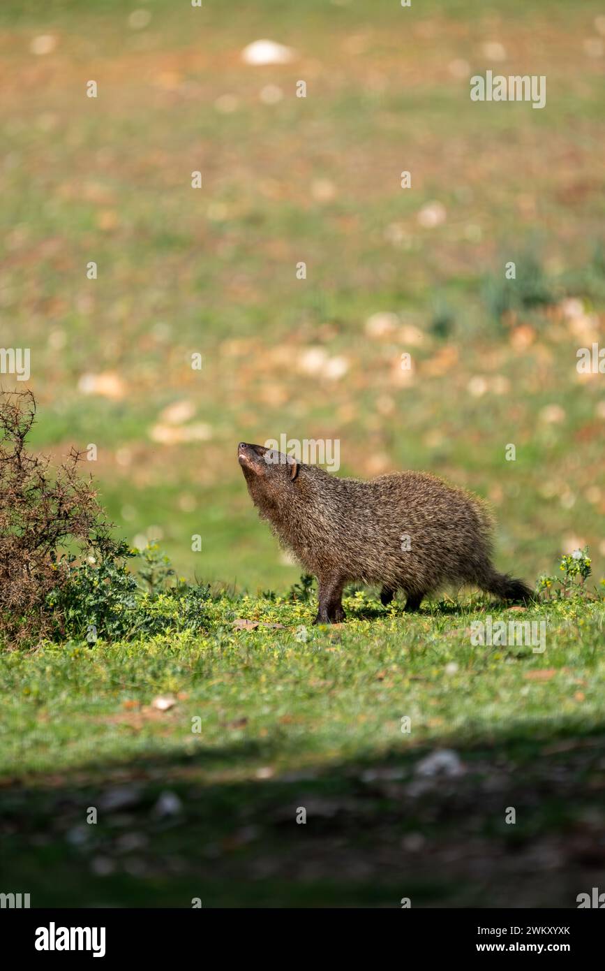 Beautiful portrait of a mongoose enjoying freedom in the Sierra Morena ...