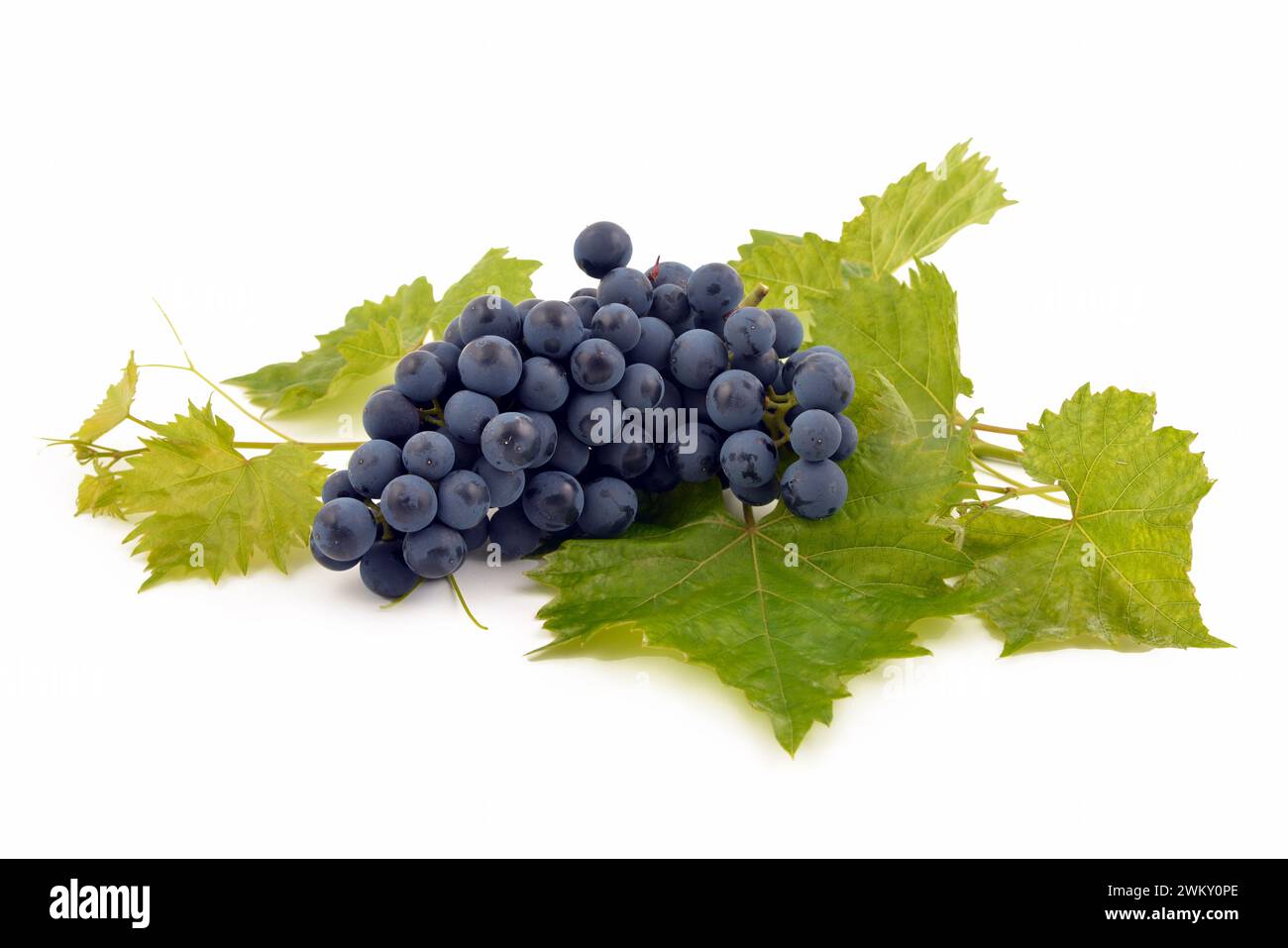 Grapes Blue Muscat, bunch isolated on white background, with grape ...