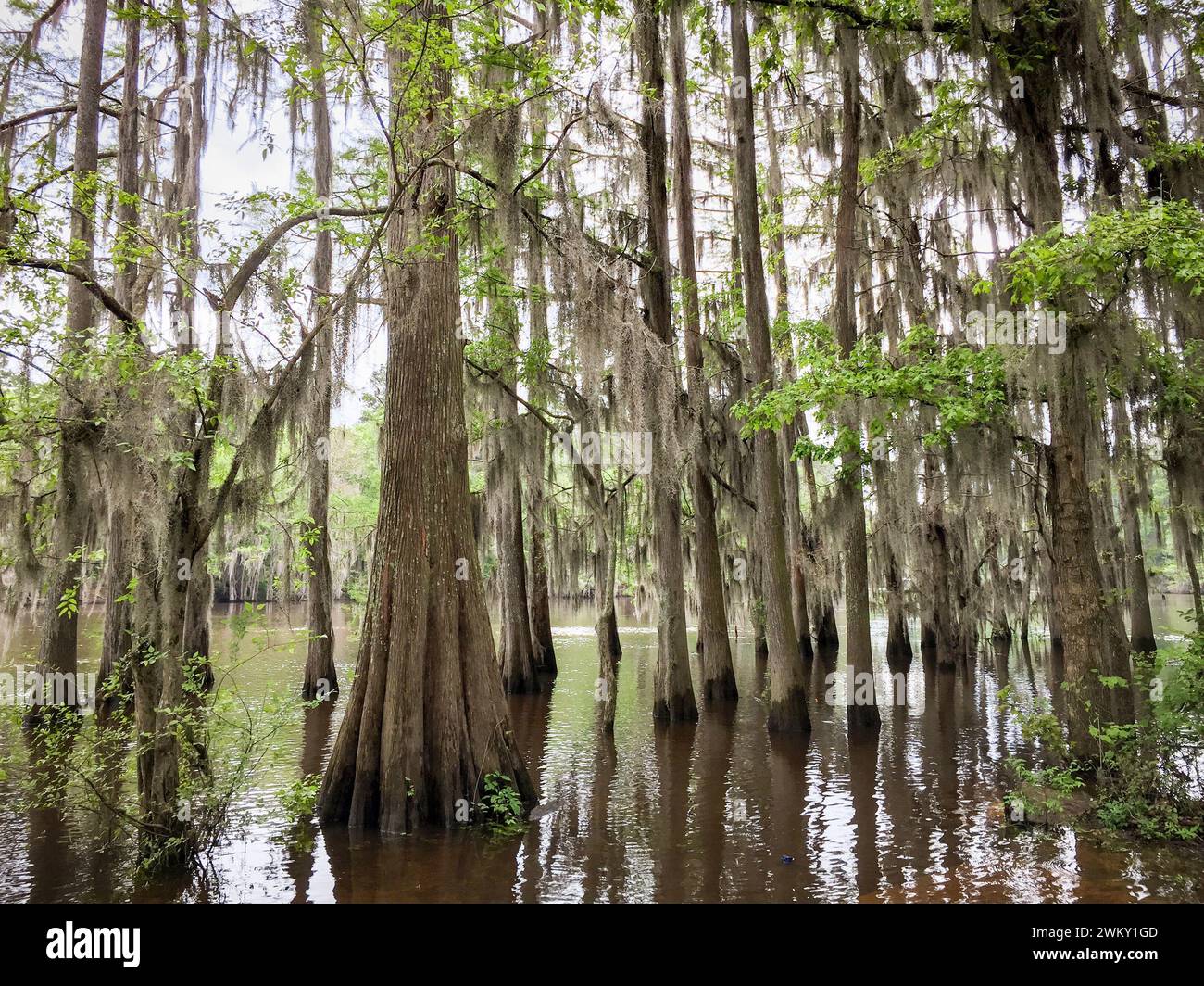 The Caddo Lake State Park, in the piney woods ecoregion of East Texas ...