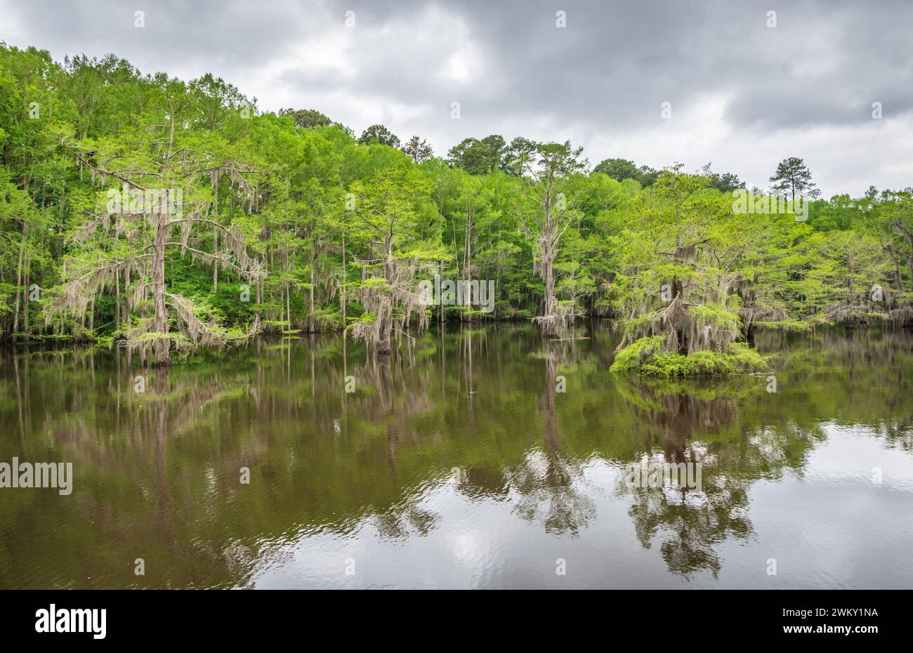 The Caddo Lake State Park, in the piney woods ecoregion of East Texas ...