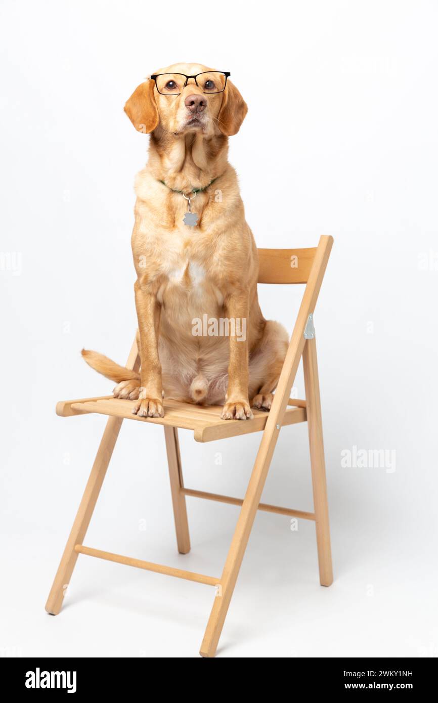 Vertical portrait of labrador retriever wearing transparent glasses and ...