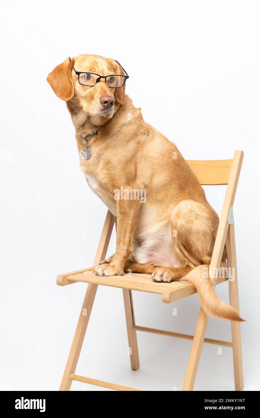 Vertical portrait of labrador retriever wearing transparent glasses and ...