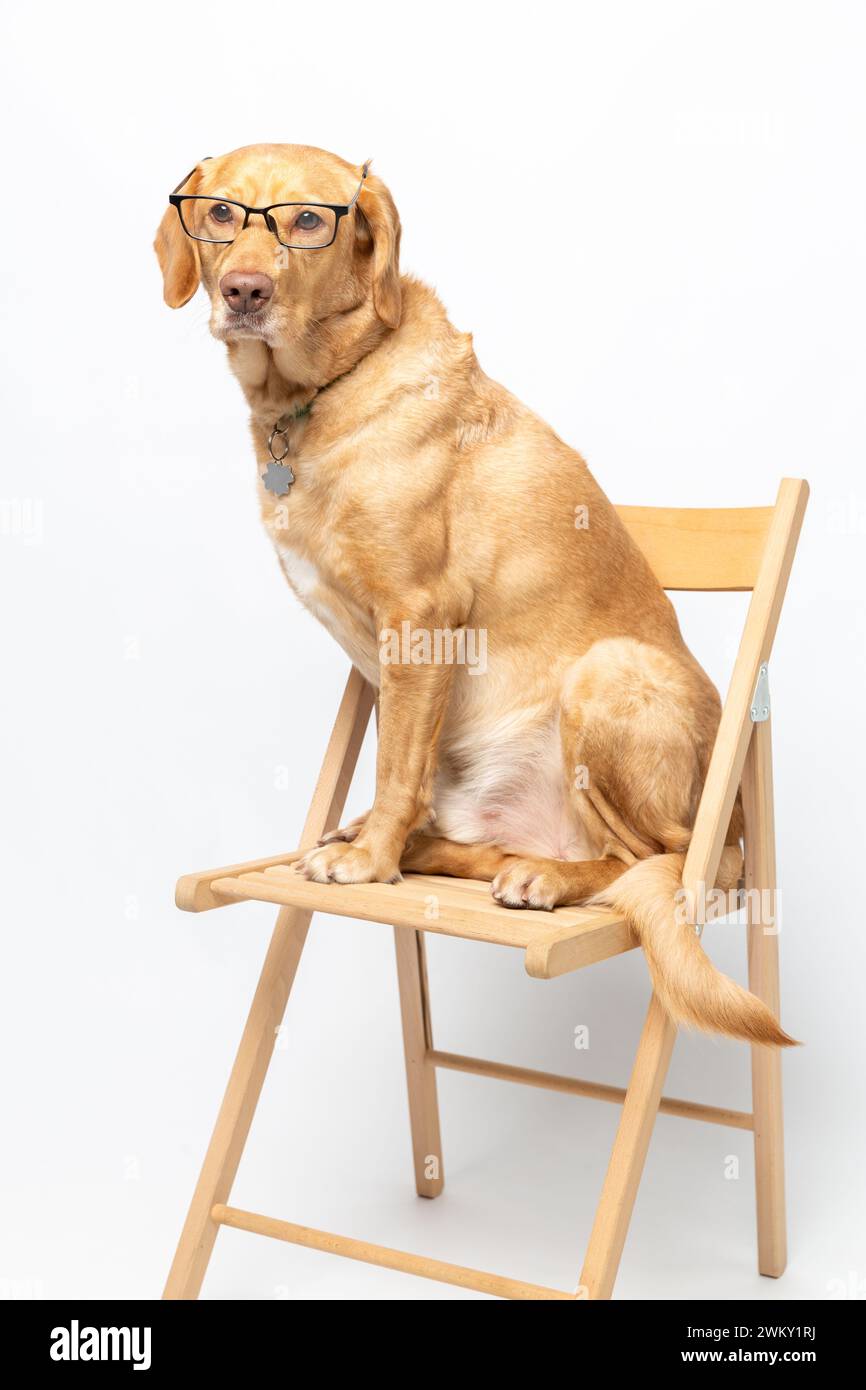 Labrador retriever yellow sitting hi-res stock photography and images ...
