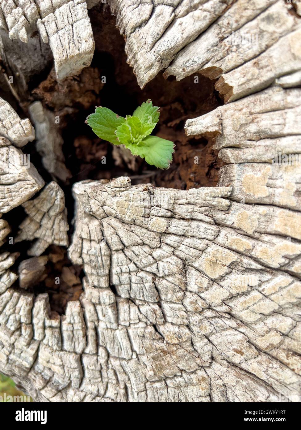 Stump plant hi-res stock photography and images - Alamy