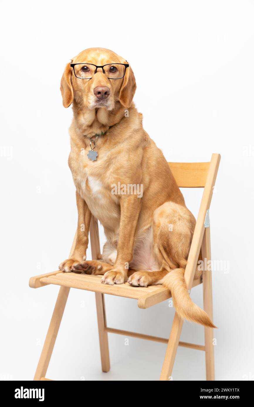 Vertical portrait of labrador retriever wearing transparent glasses and ...
