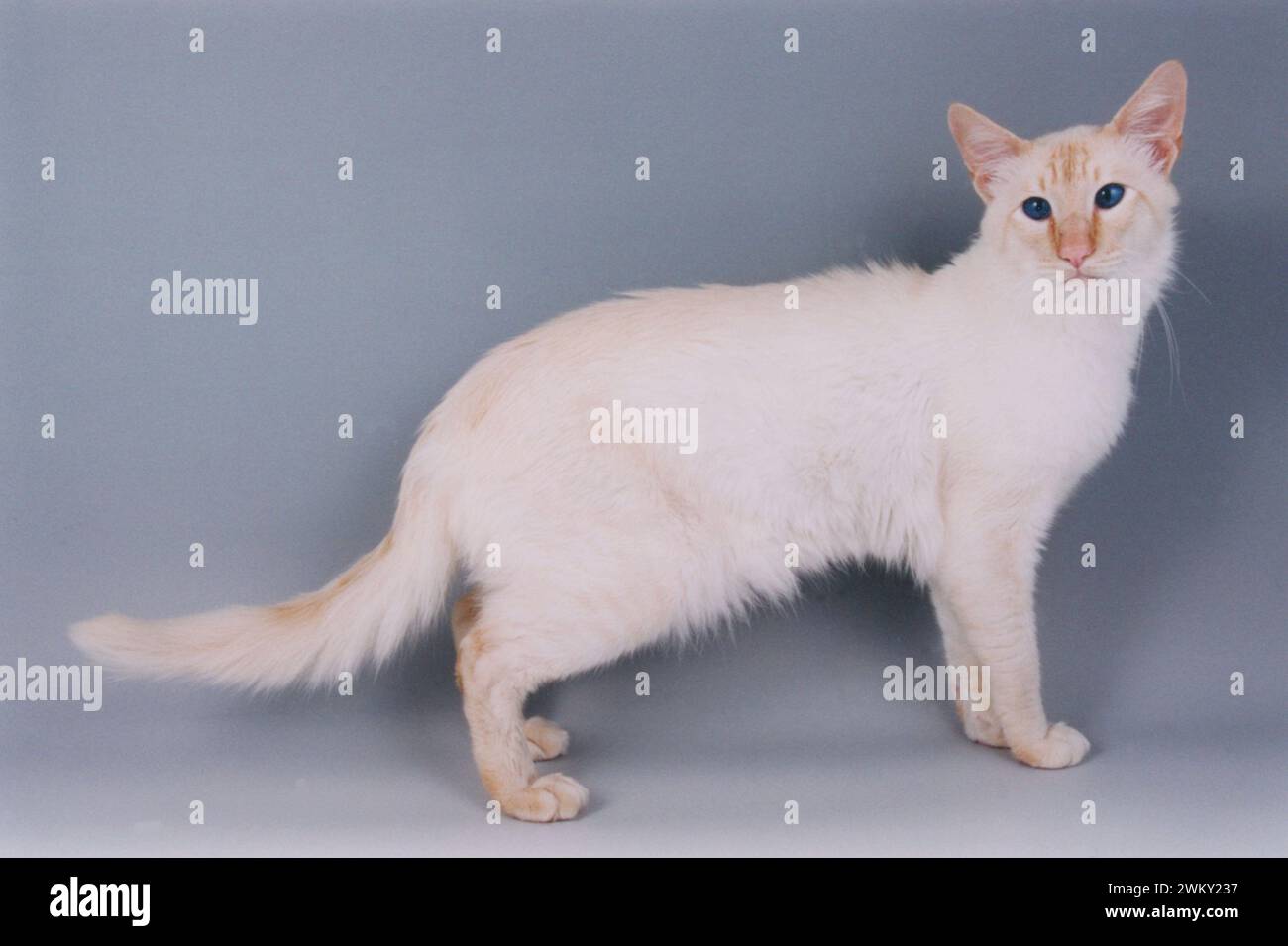 Balinese Cream Point Stood Stock Photo - Alamy