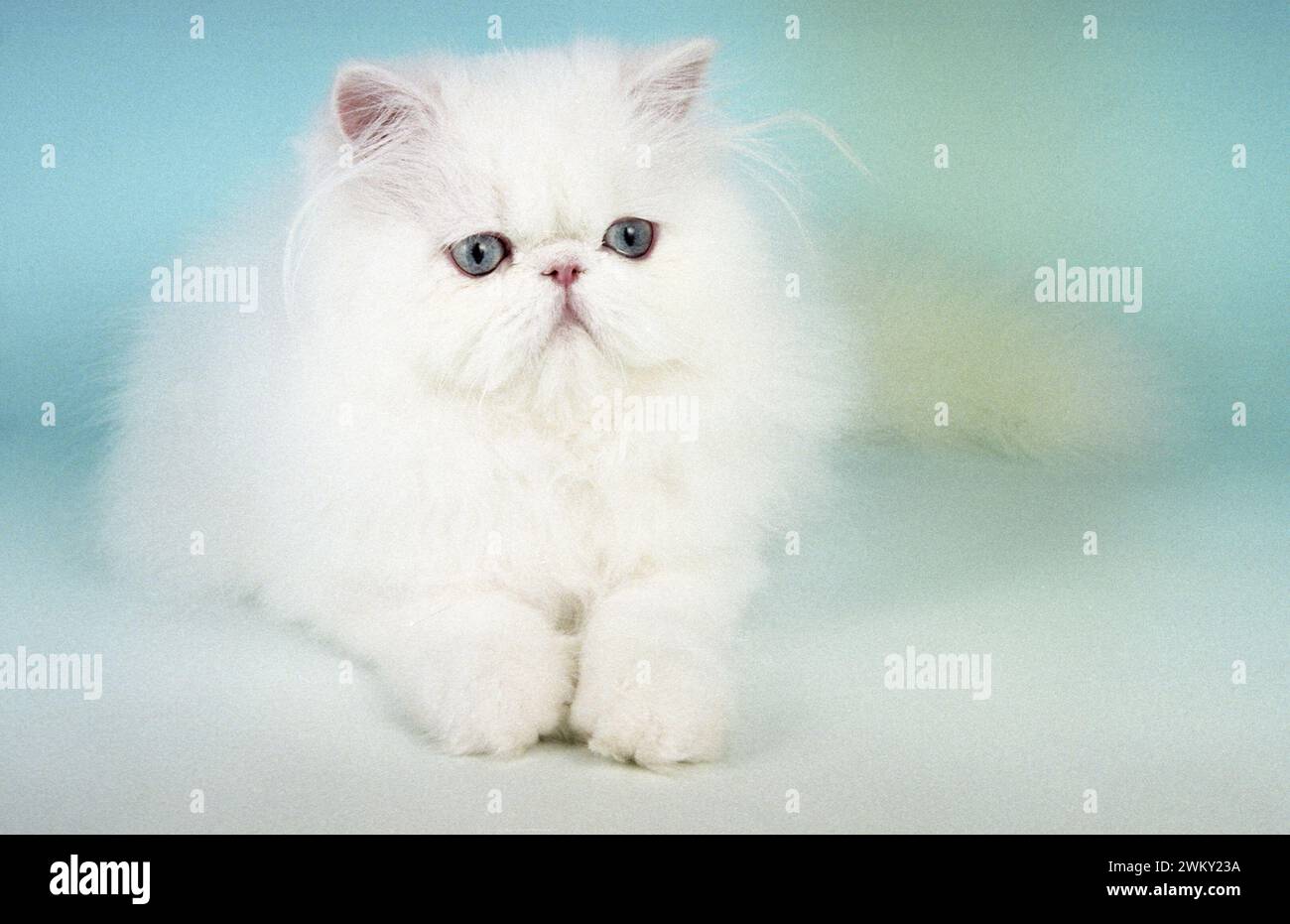 Persian Blue Eyed White Stock Photo - Alamy