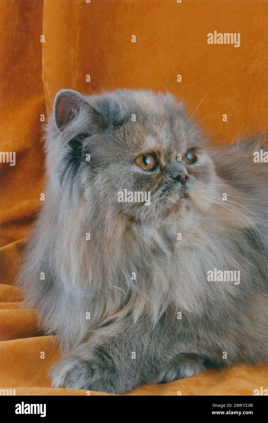 Persian Blue Cream Smoke Head Stock Photo - Alamy