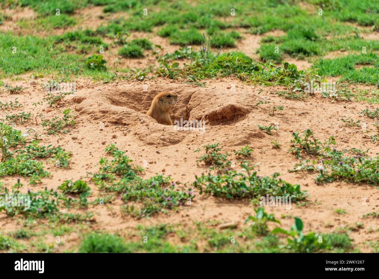 Caprock Canyons State Park, in the eastern edge of the Llano Estacado ...