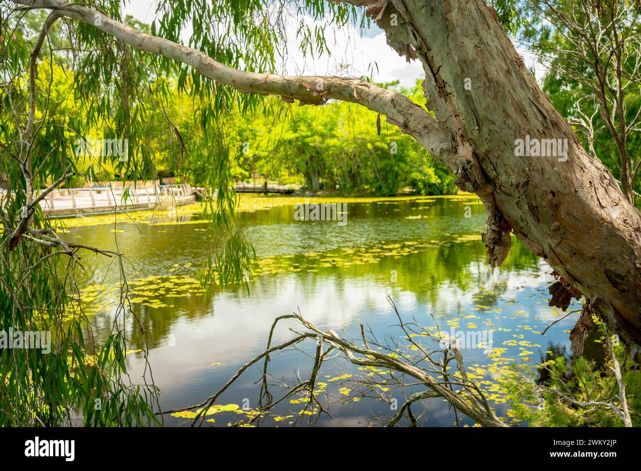 Gold Coast Botanical Gardens, Queensland, Australia Stock Photo - Alamy