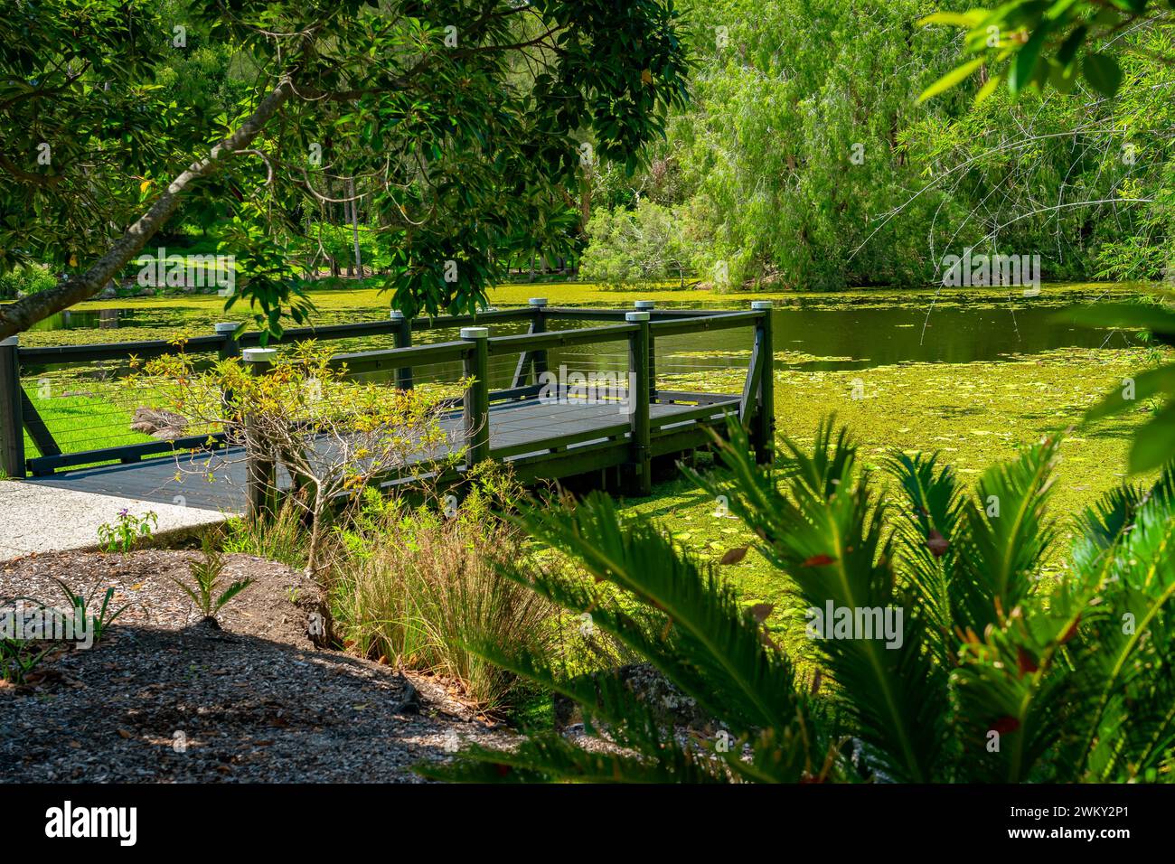 Gold Coast Botanical Gardens, Queensland, Australia Stock Photo - Alamy