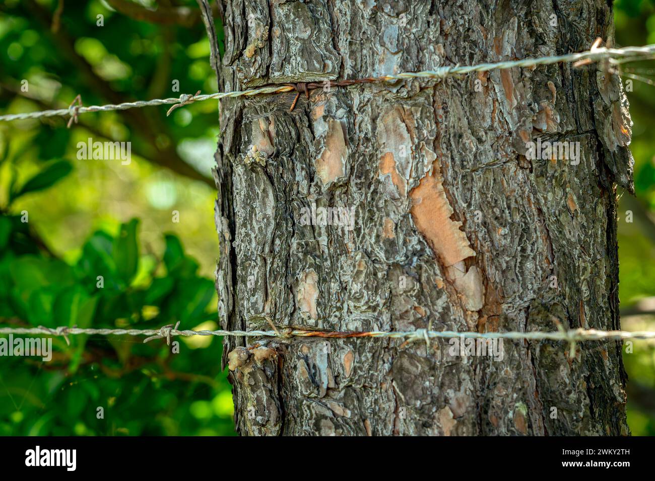 Barb wire cutting through the pine tree trunk Stock Photo - Alamy
