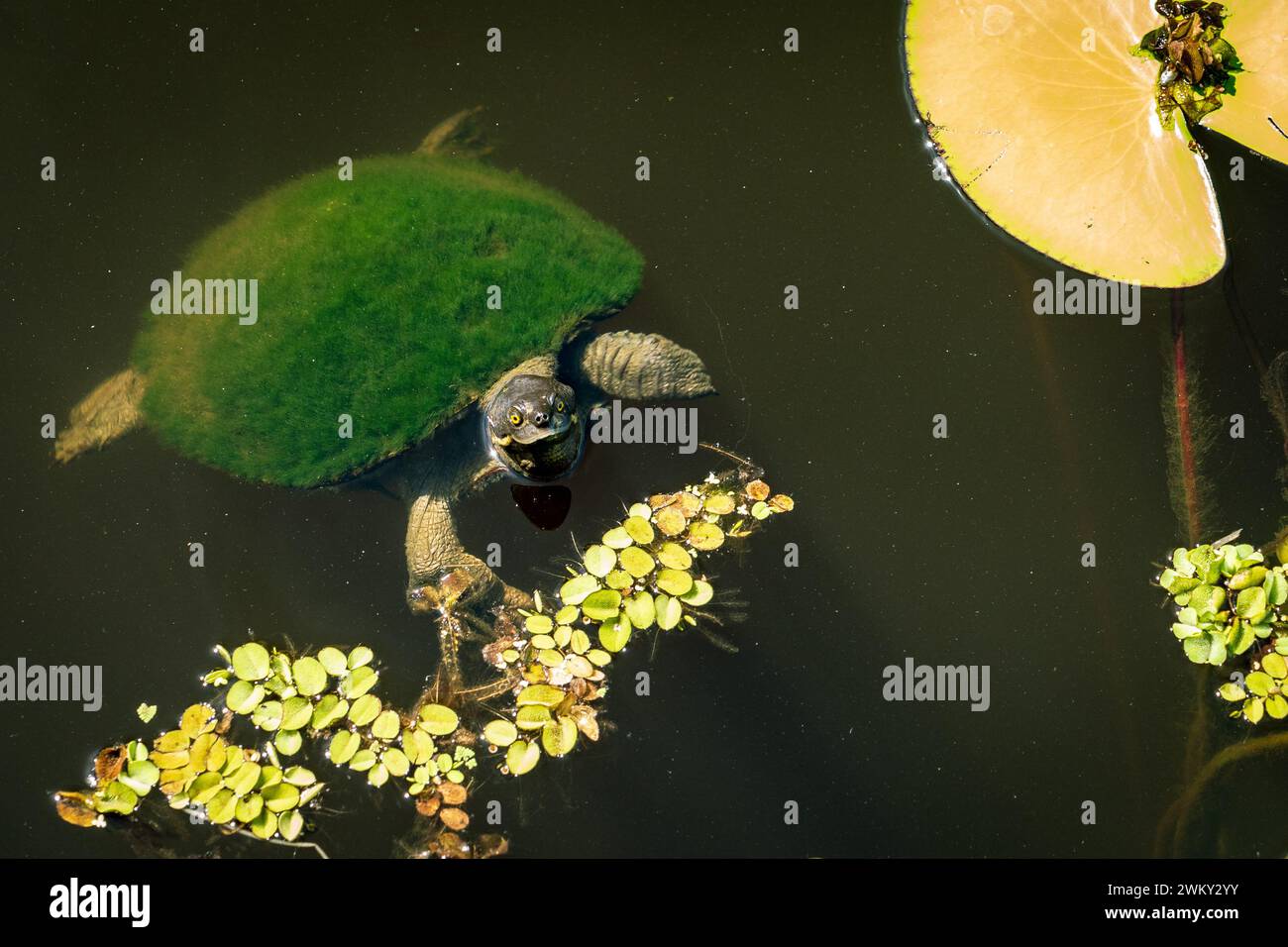 Turtle with grass growing on it's shell in Gold Coast Botanical Gardens ...