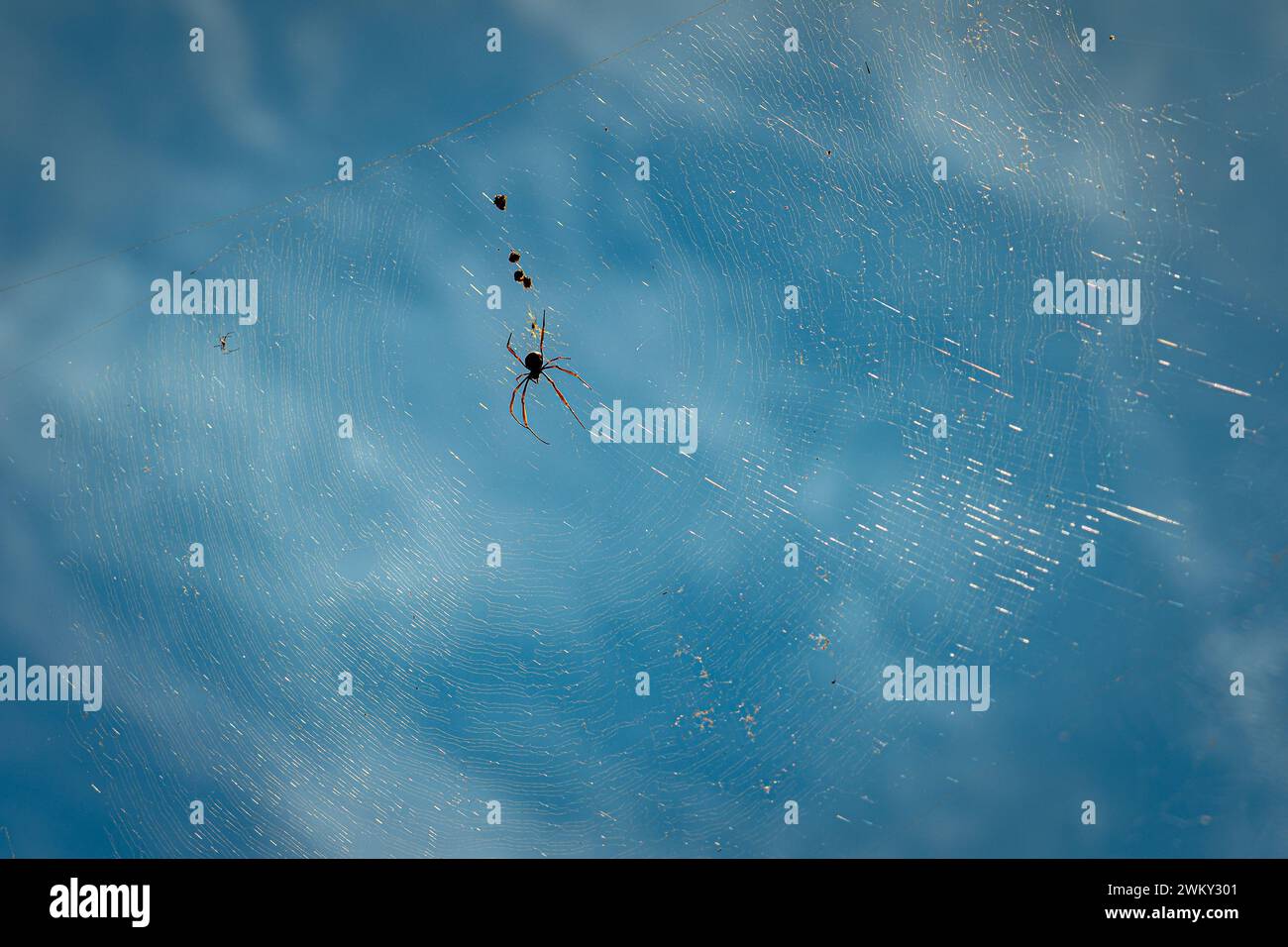 Australian green spider sitting hi-res stock photography and images - Alamy