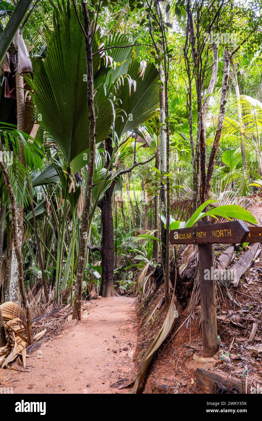 Vallee de Mai Nature Reserve, Praslin, Seychelles Stock Photo - Alamy