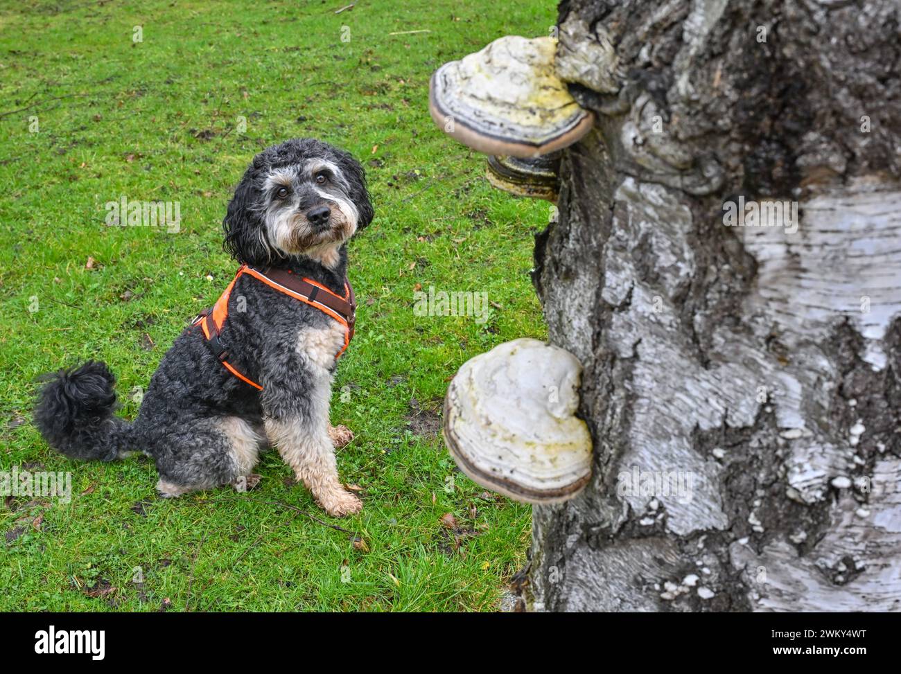 Wood pathogen sniffer dog hi-res stock photography and images - Alamy