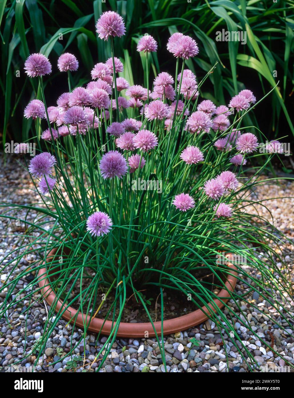 Chives (Allium schoenoprasum) with purple flowers growing in a plant ...