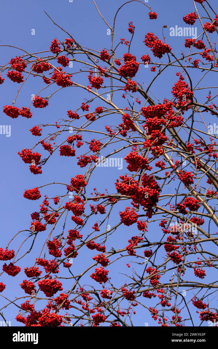 Rowan bunches on branch hi-res stock photography and images - Alamy