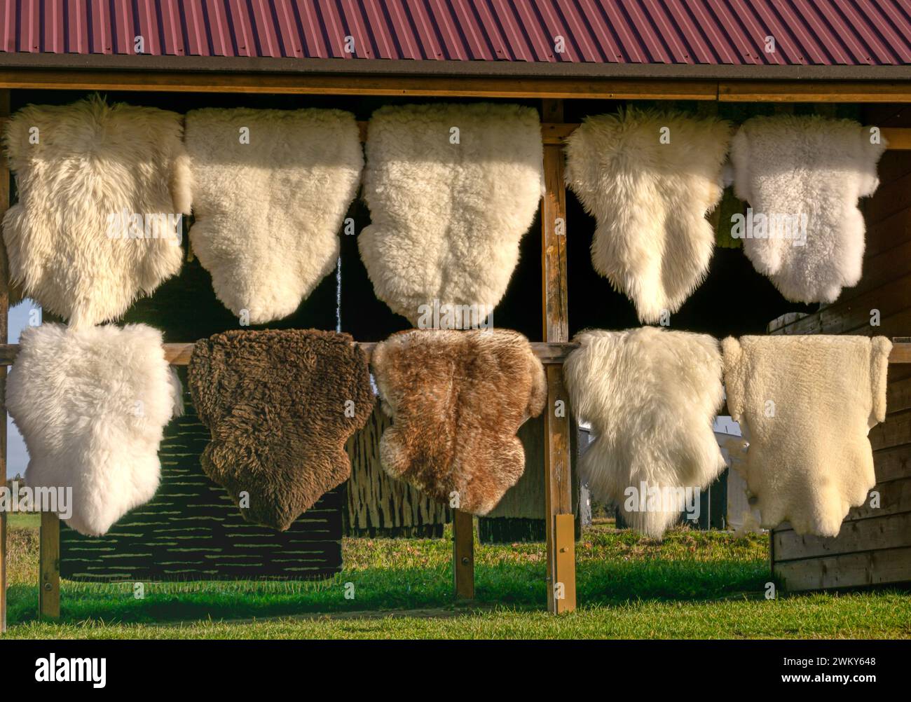 Tanned sheep skins are sold at the market Stock Photo - Alamy