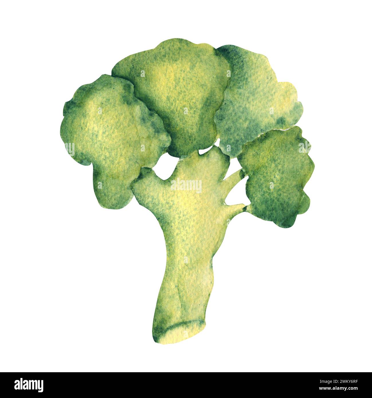 Watercolor broccoli vegetable. Hand painted illustration in vintage ...