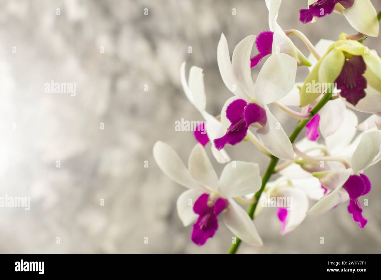 negative space, Dendrobium Pompadour, orchid flower, ornamental plant ...