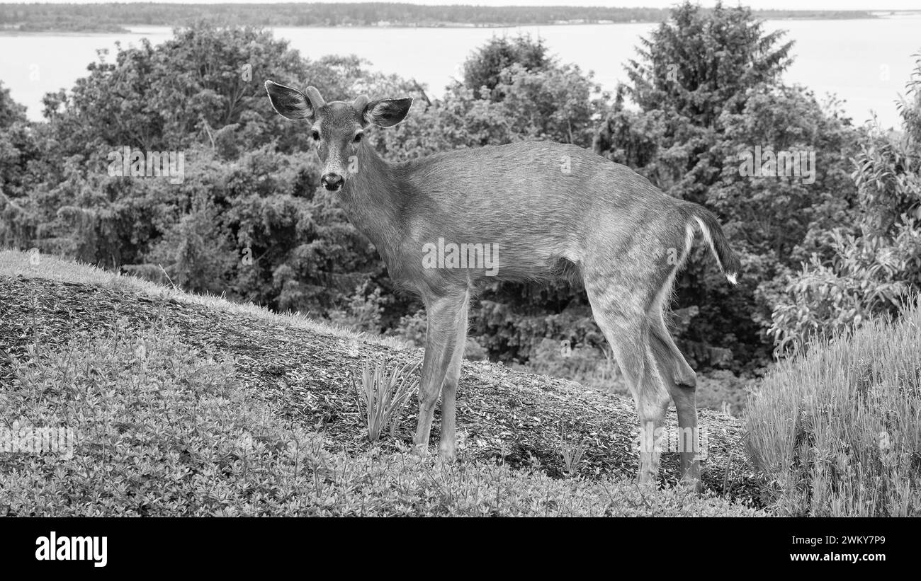 whitetail animal fallow. whitetail animal brown color. photo of ...