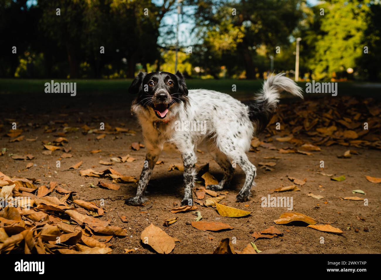 Frolics hi-res stock photography and images - Alamy