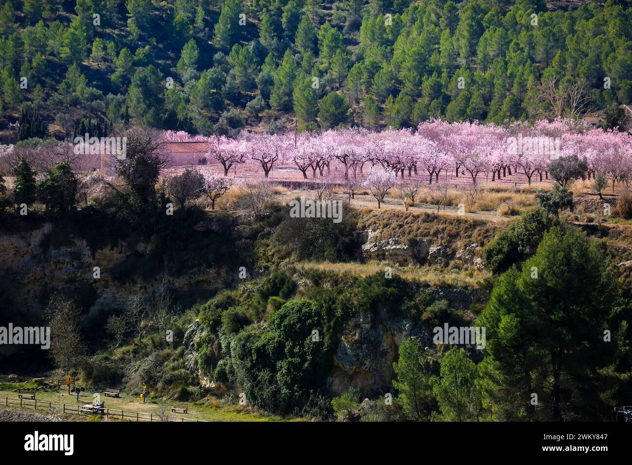 Pink Almond trees in bloom among pine trees in Sierra de Mariola ...