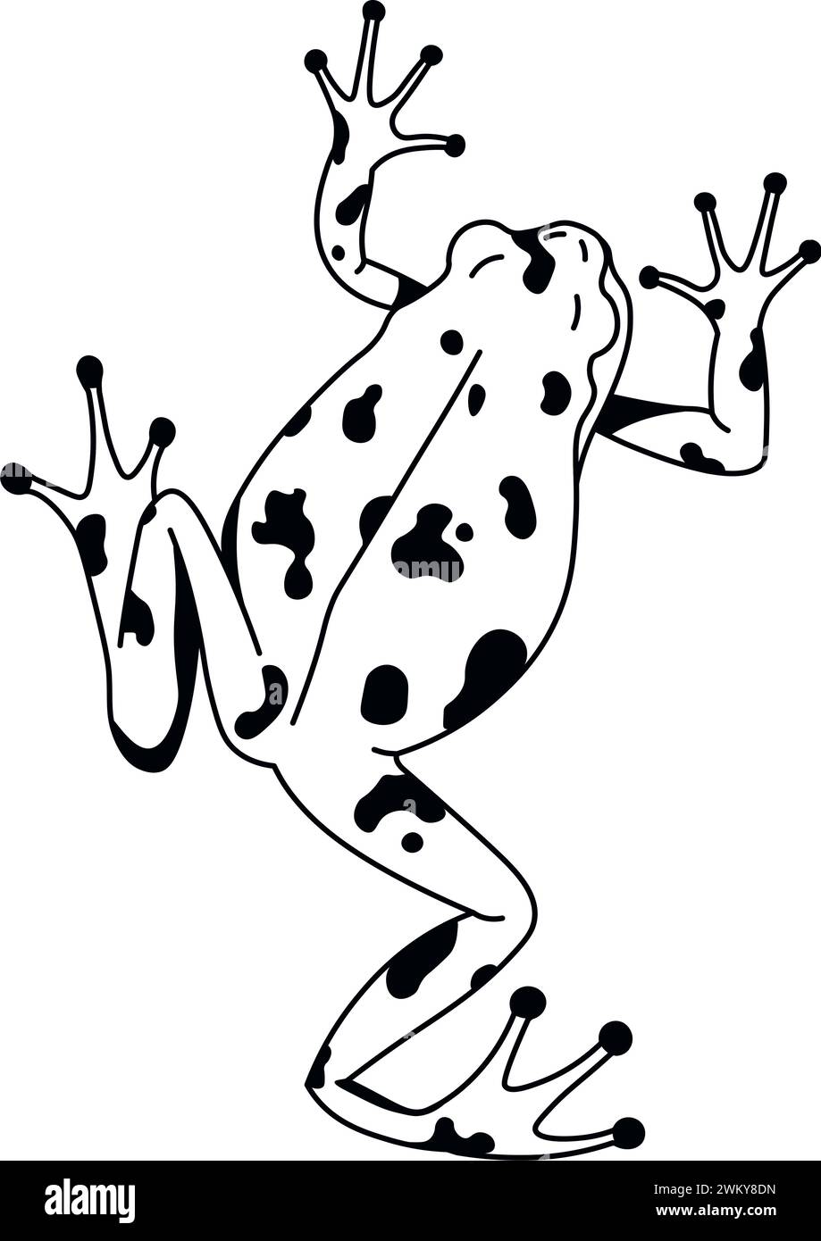 Leaping Spotted Frog Dynamic Pose Stock Vector Image & Art - Alamy