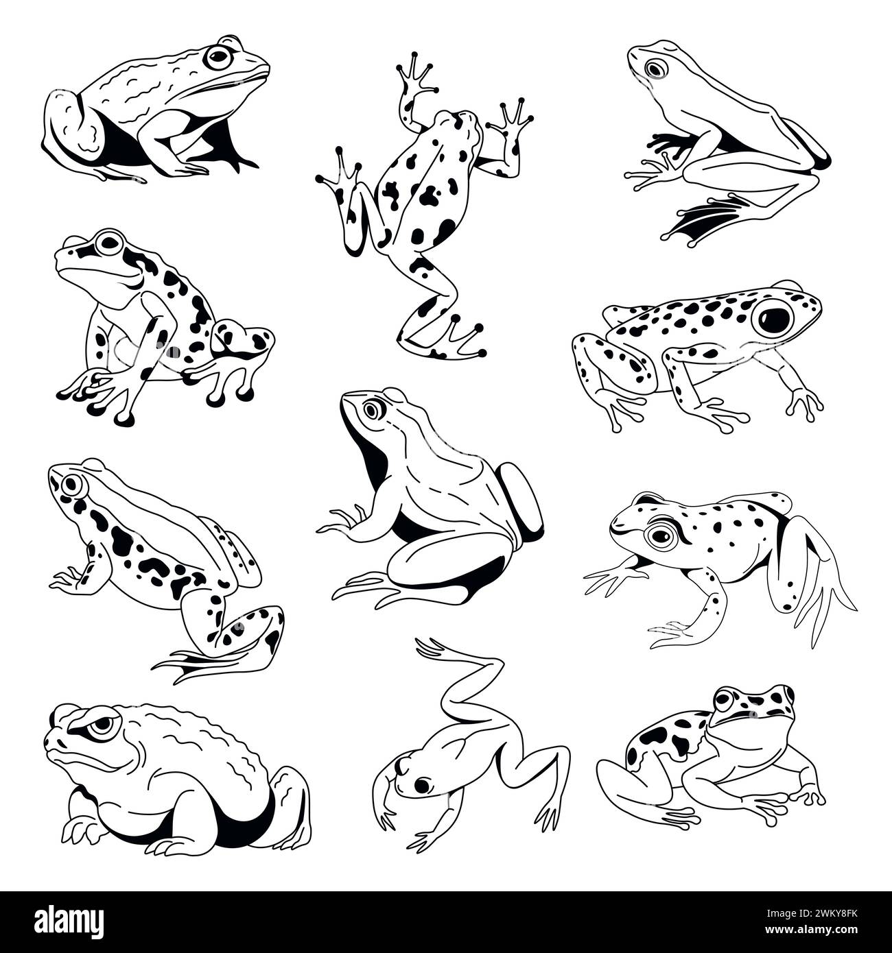 Diverse Frogs Vector Art Collection Stock Vector Image And Art Alamy
