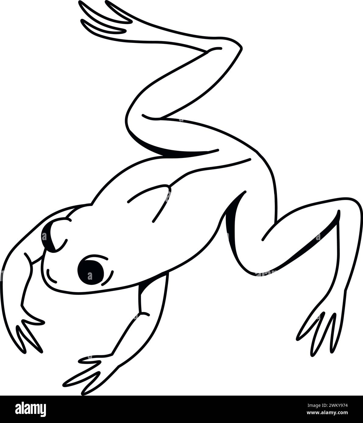 Dynamic Frog Leap Vector Illustration Stock Vector Image & Art - Alamy