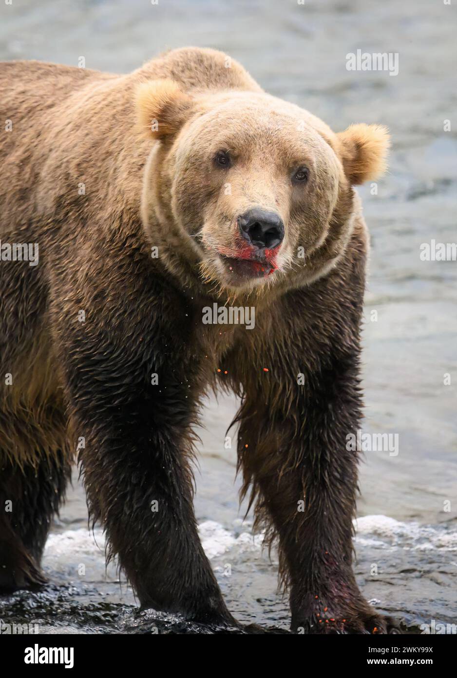Brown bear with salmon blood dripping from its mouth, Brooks river in ...