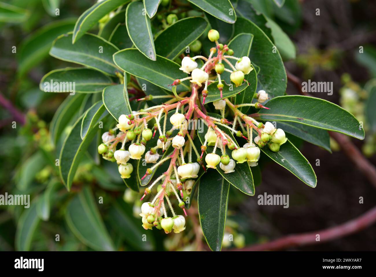 Greek strawberry tree (Arbutus andrachne) is an evergreen shrub or ...