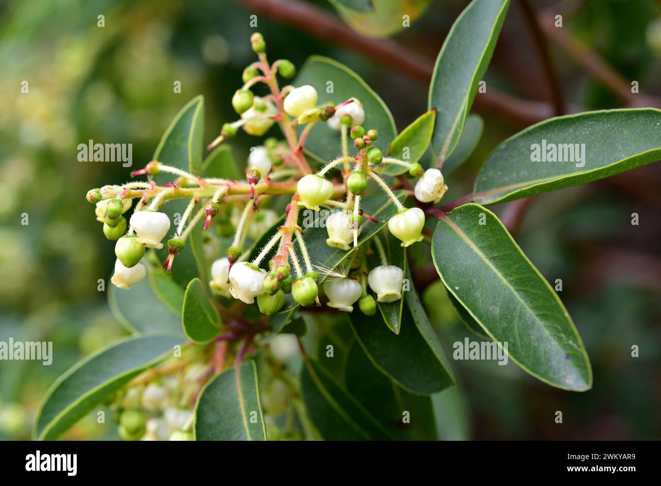 Greek strawberry tree (Arbutus andrachne) is an evergreen shrub or ...