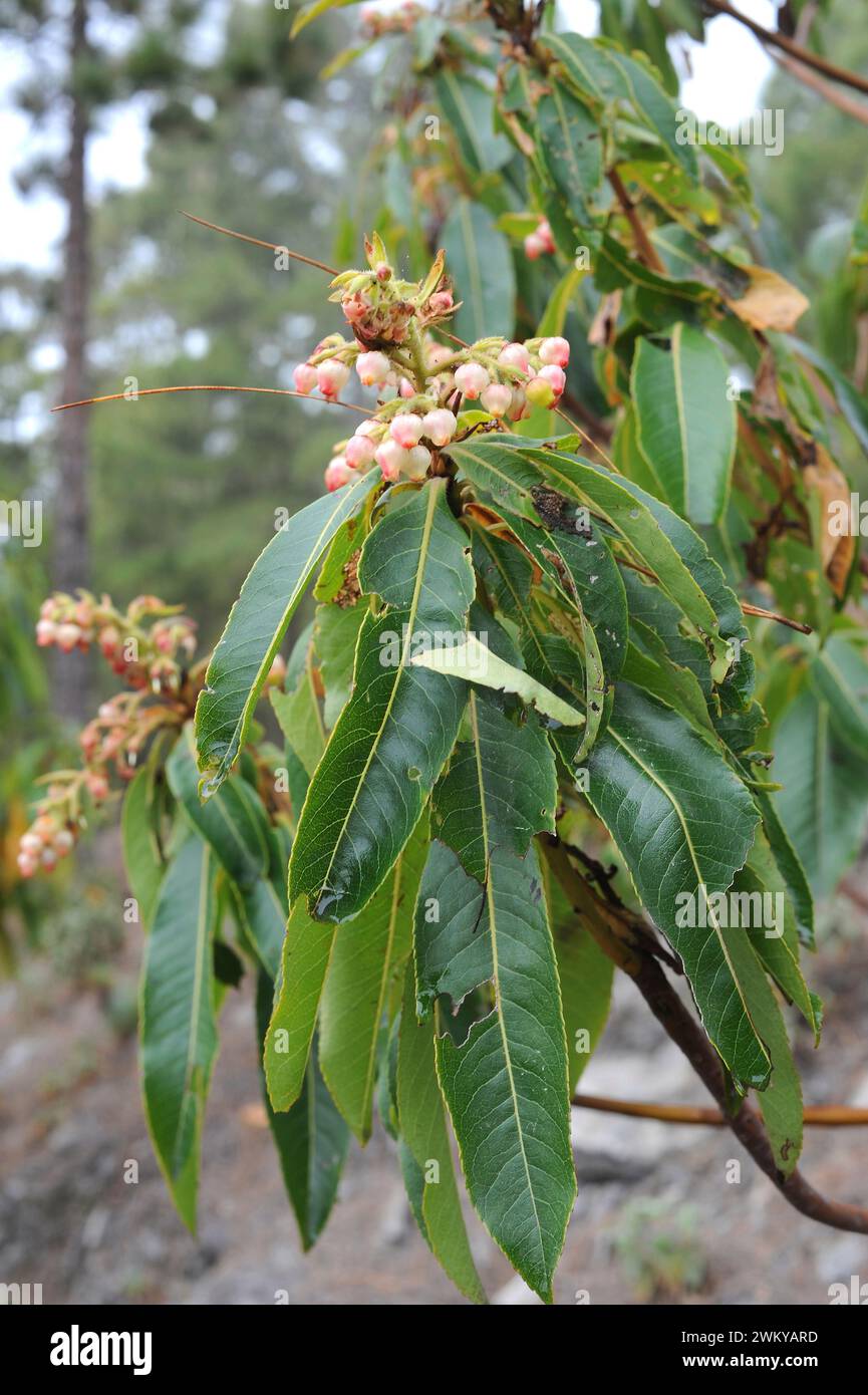 Madroño canario (Arbutus canariensis) is an evergreen shrub or small ...