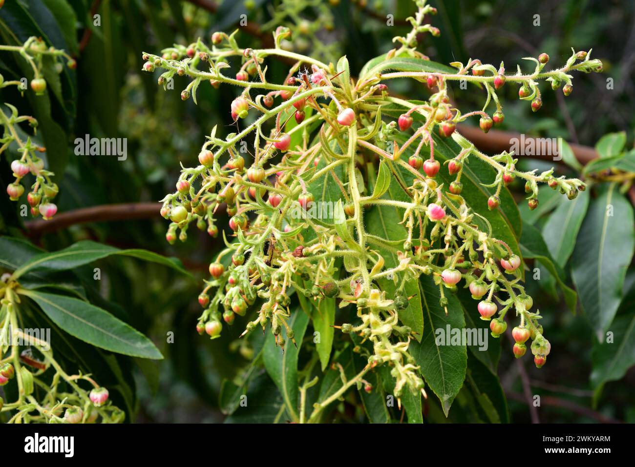 Madroño canario (Arbutus canariensis) is an evergreen shrub or small ...