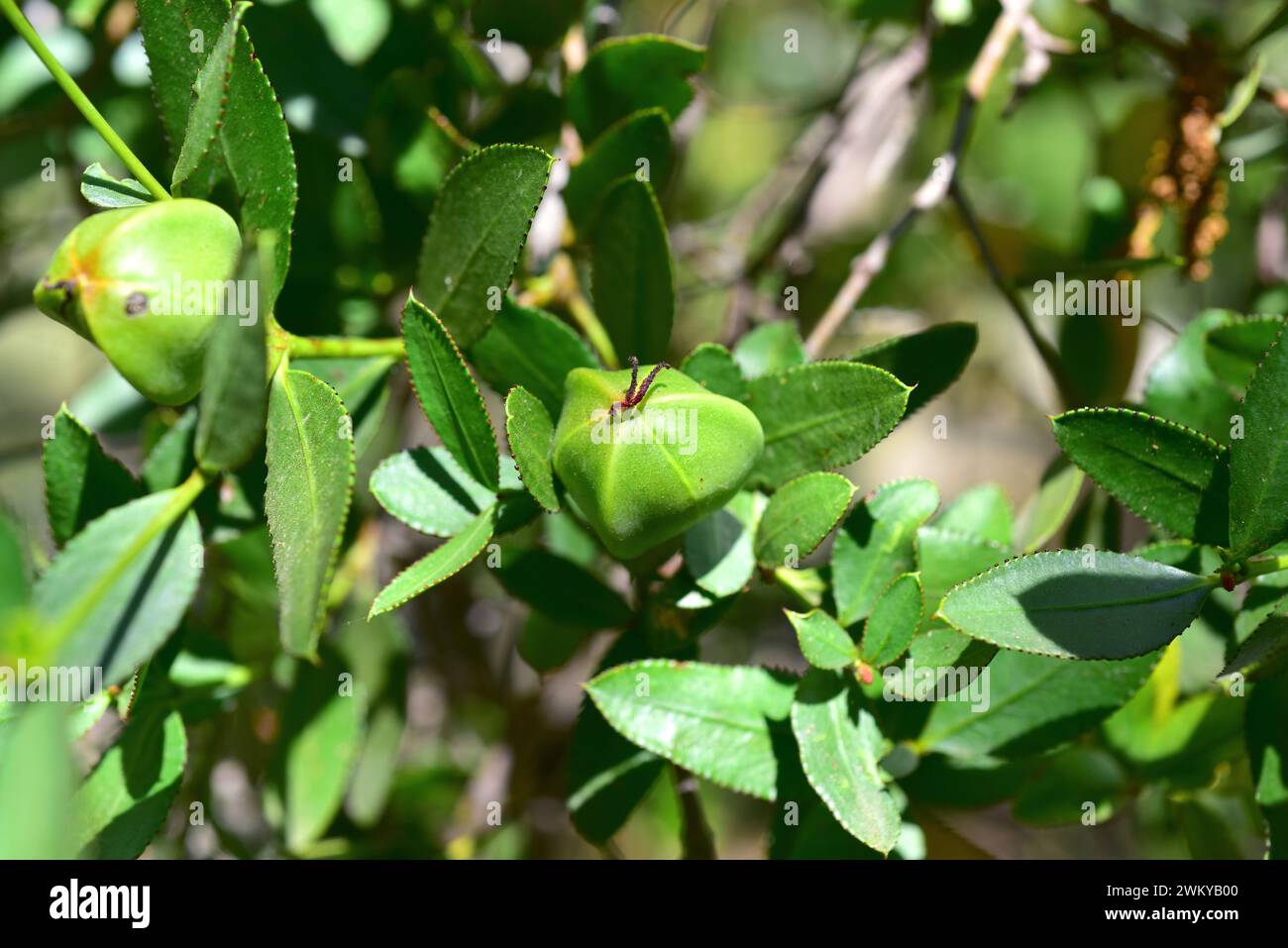 Colliguay o lechon (Colliguaja odorifera) is a evergreen medicinal ...