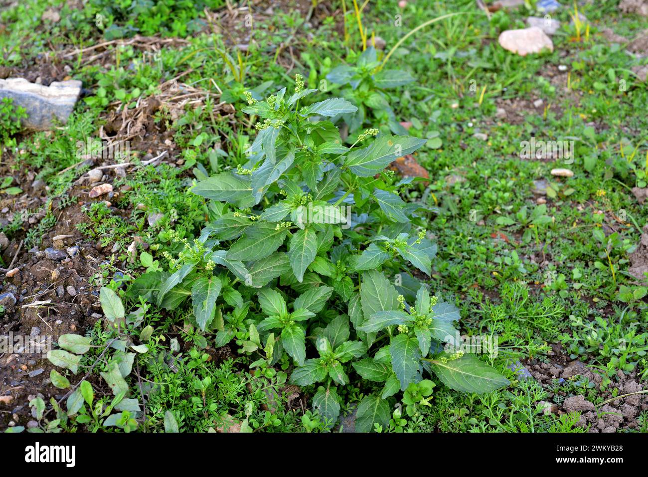 Annual mercury hi-res stock photography and images - Alamy