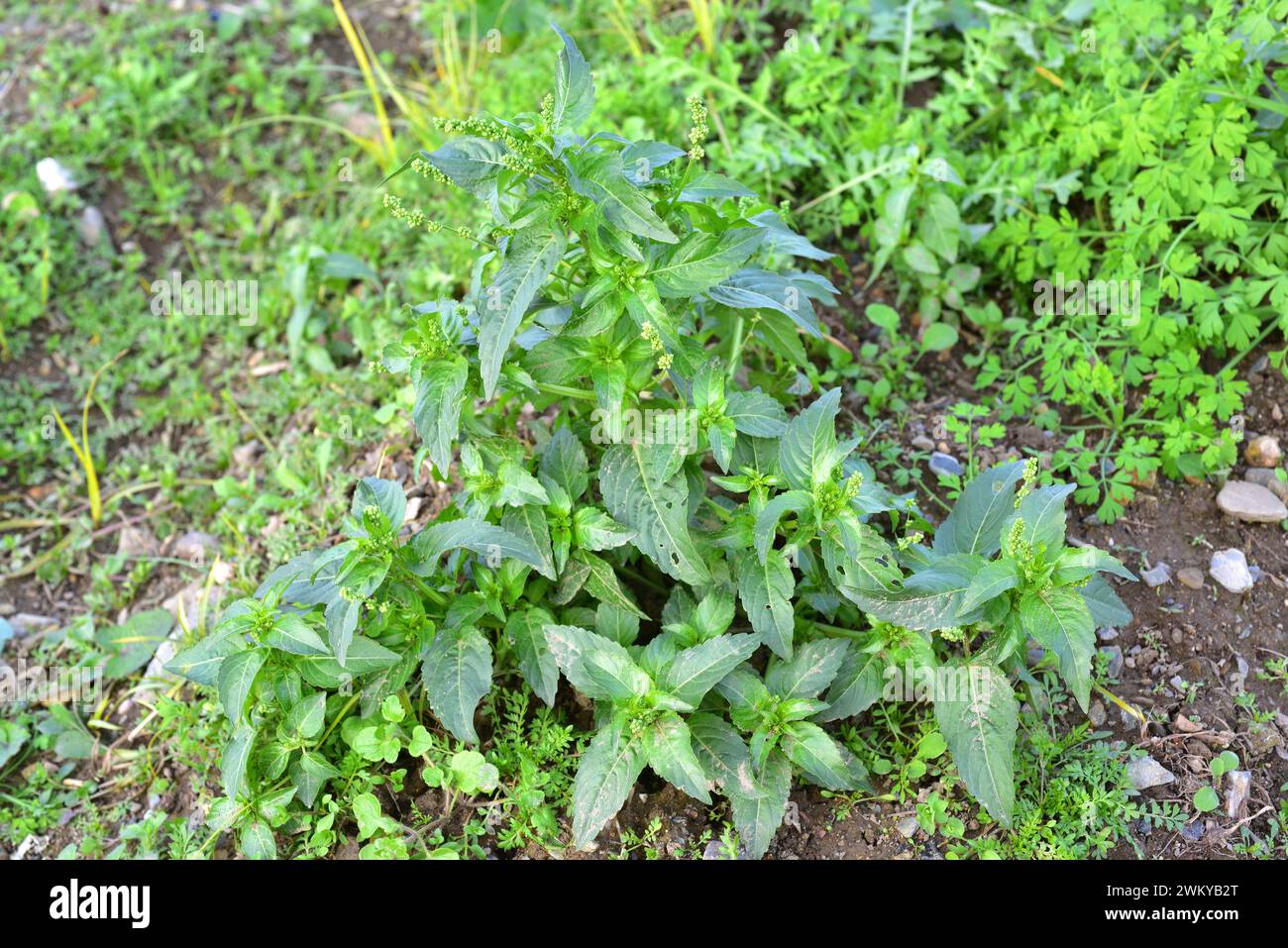 Annual mercury (Mercurialis annua) is an annual plant native to Europe ...